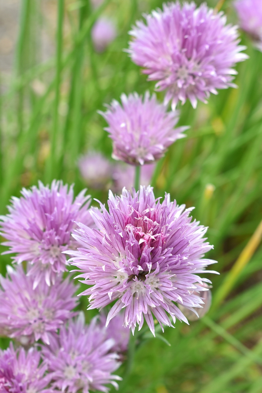 How to Make Chive Vinegar ⋆ SomeTyme Place ⋆ Cottage Kitchen
