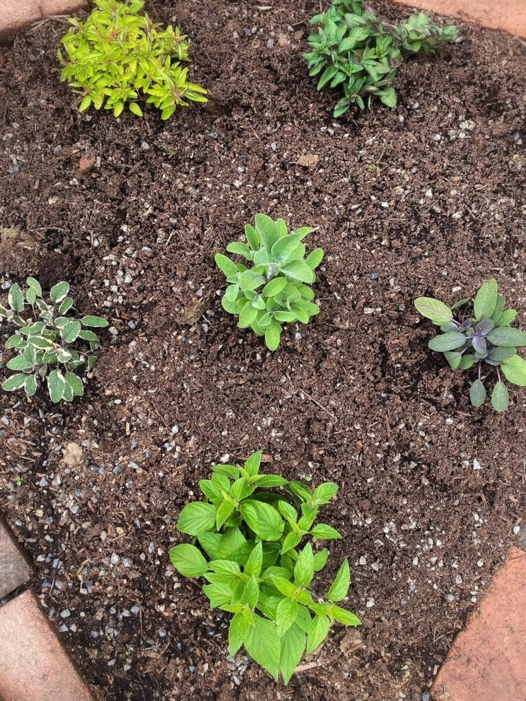How to Create an Herb Wheel ⋆ SomeTyme Place