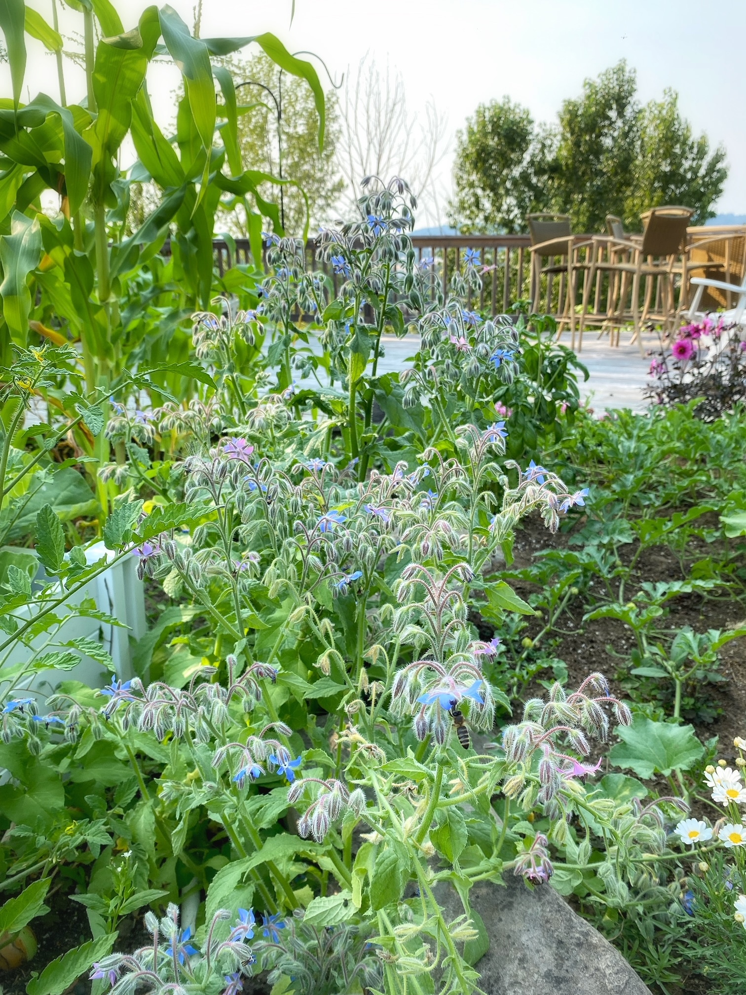 The Cottage Garden: Borage ⋆