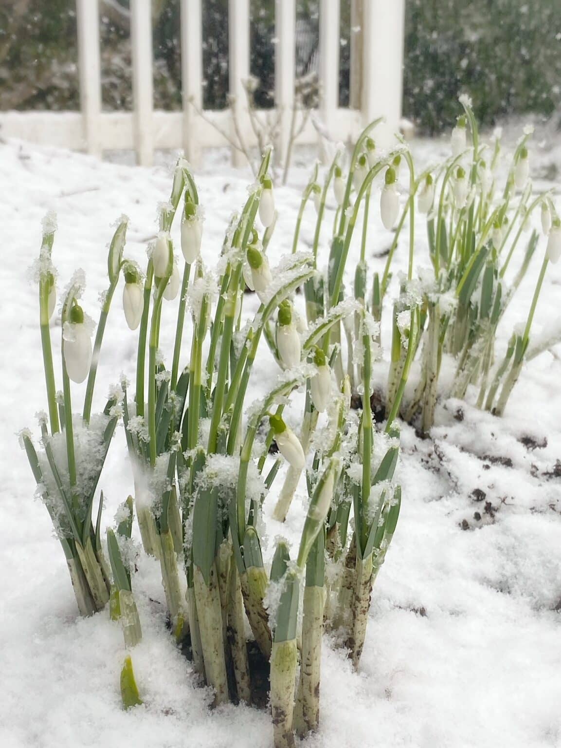 The Delicate Beauty of Snowdrops ⋆ SomeTyme Place