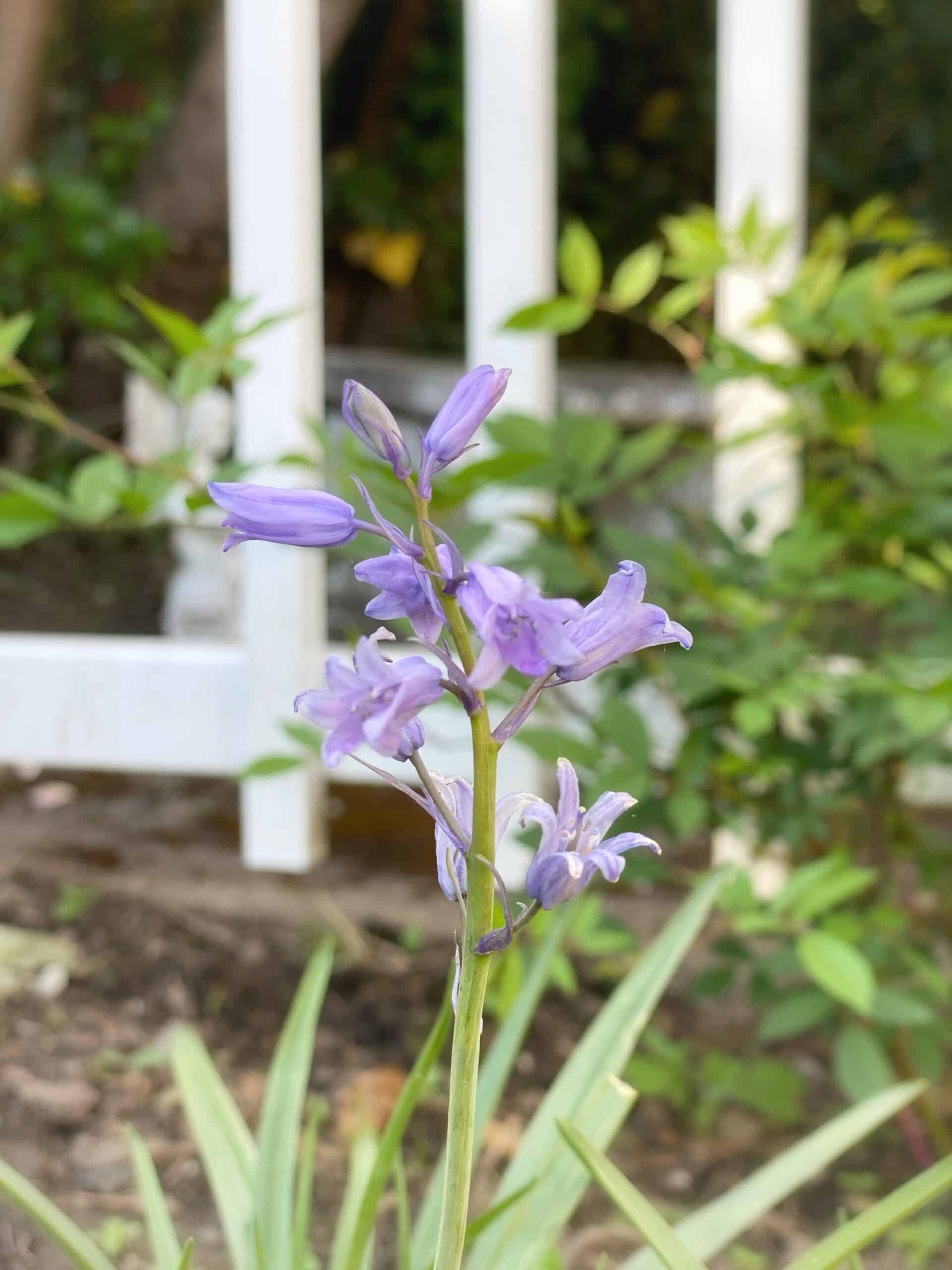 English Bluebells in the Cottage Garden ⋆ SomeTyme Place