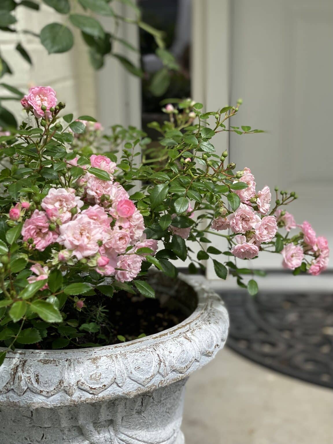 The Fairy Rose ⋆ SomeTyme Place