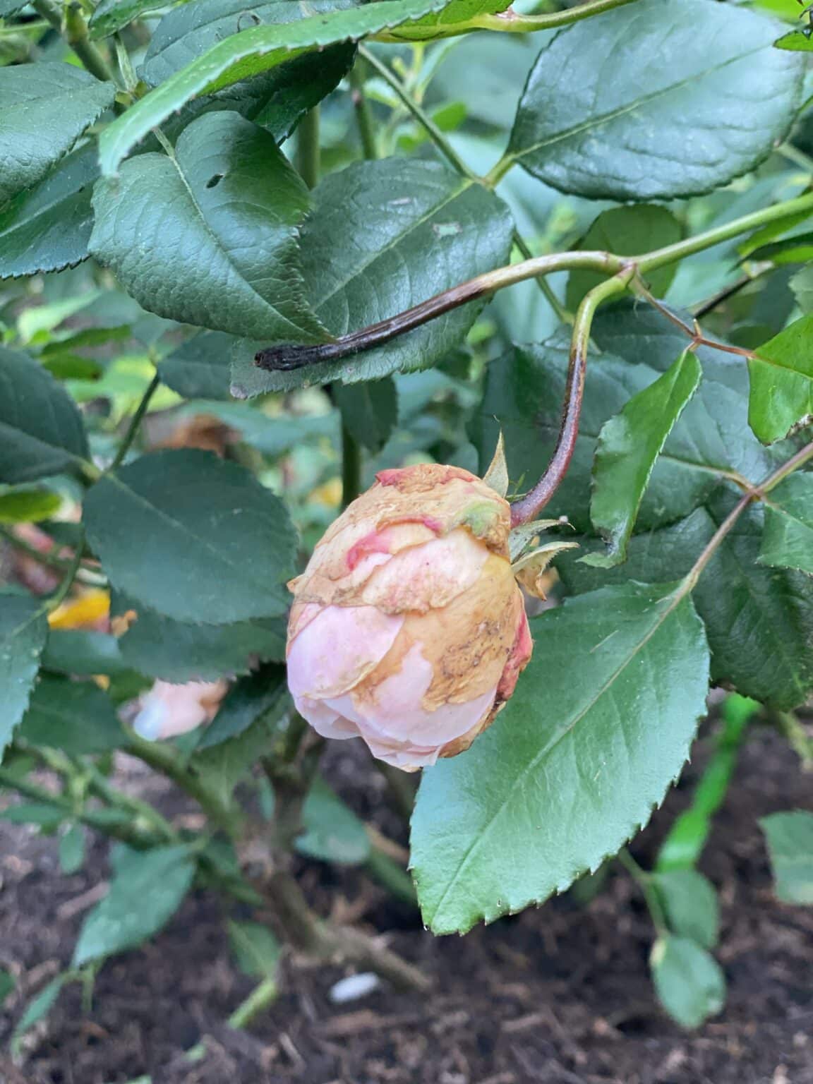 Rose Care in the Fall at Hidden Bluff ⋆ SomeTyme Place