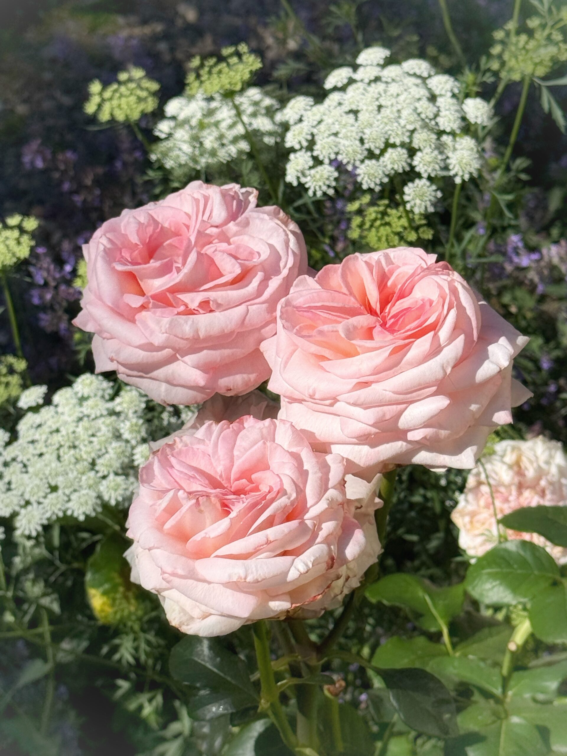 Pink O'Hara Rose joins the Garden ⋆ SomeTyme Place