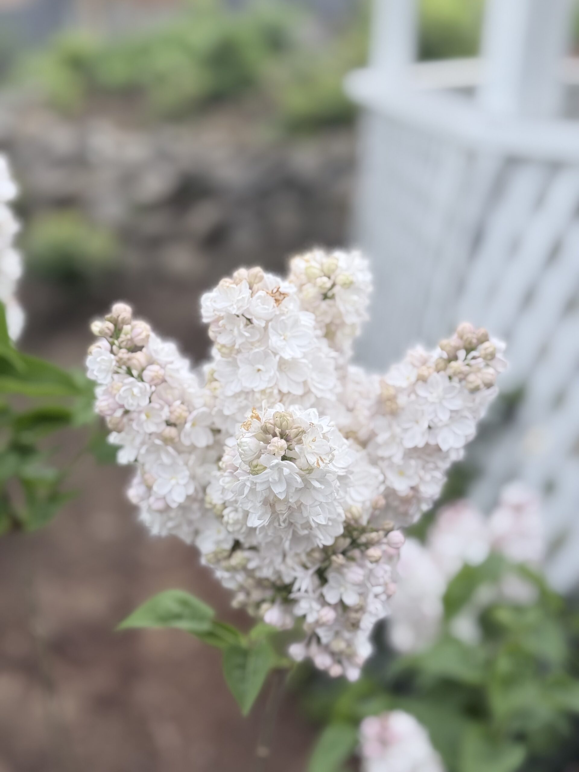 Plant Profile: Lilacs ⋆ SomeTyme Place